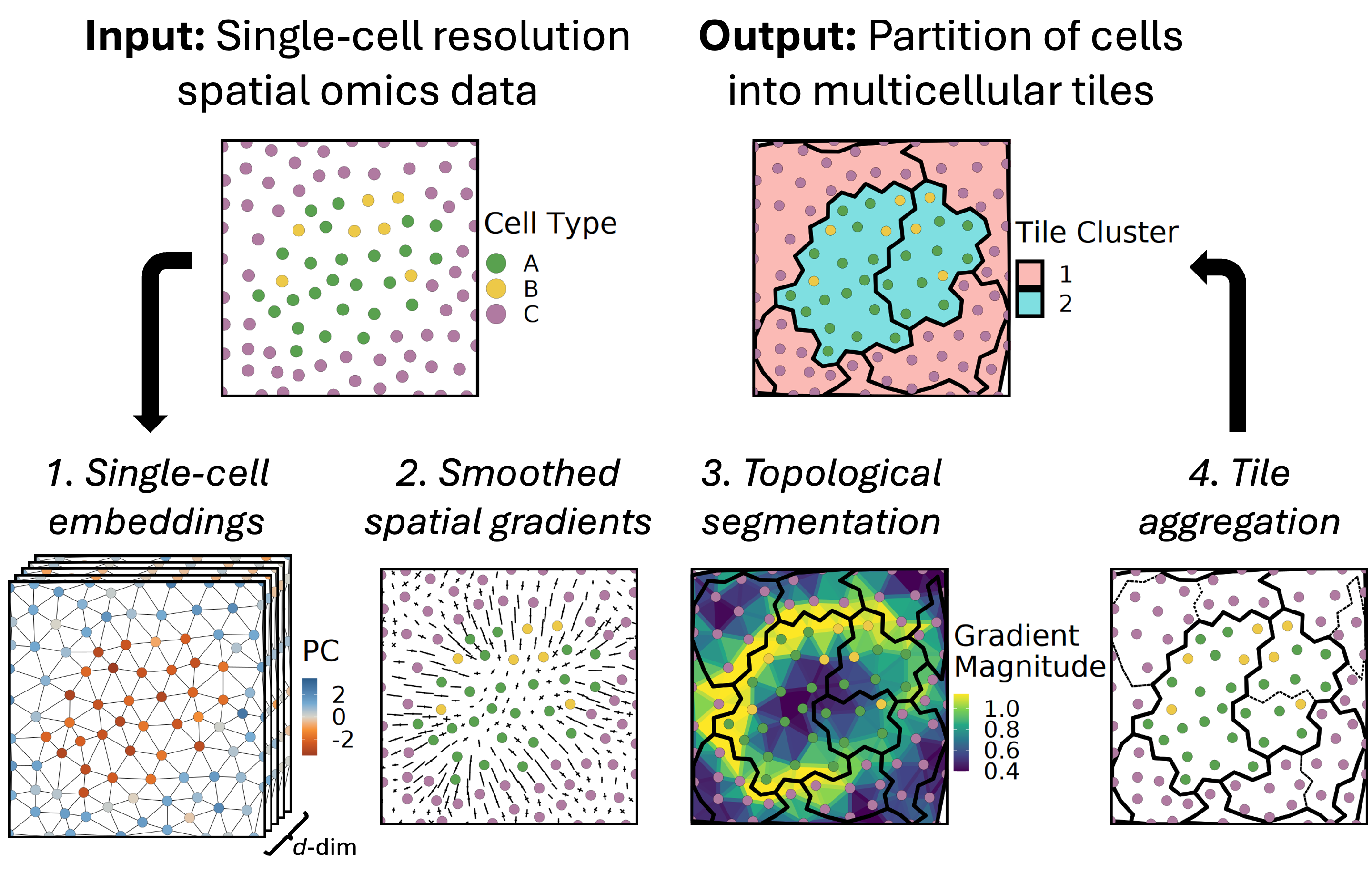 Accurate Tiling of Spatial Single-Cell Data • tessera